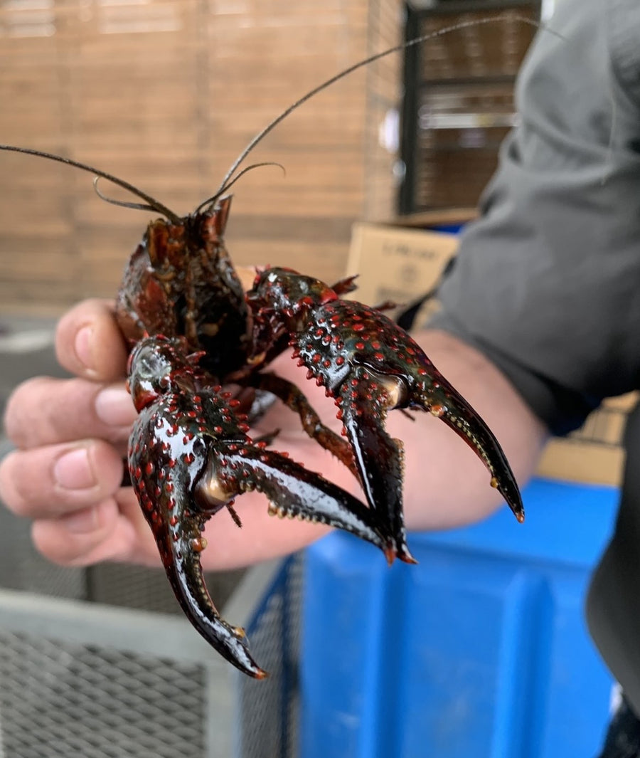 Private Catering | South Coast Seafood | Nashville TN